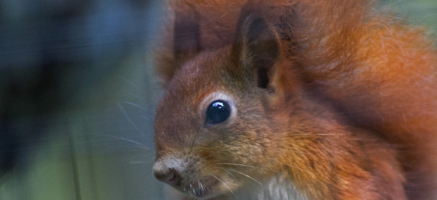 Zoo celebrates arrivals during Red Squirrel Awareness Week - Bayside ...