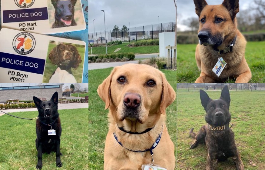 North Wales Police Dogs get warrant numbers for protection - Bayside ...