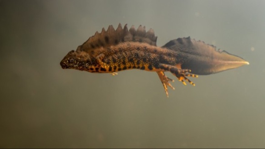 Partnership work to boost rare newt numbers in Flintshire - Bayside ...