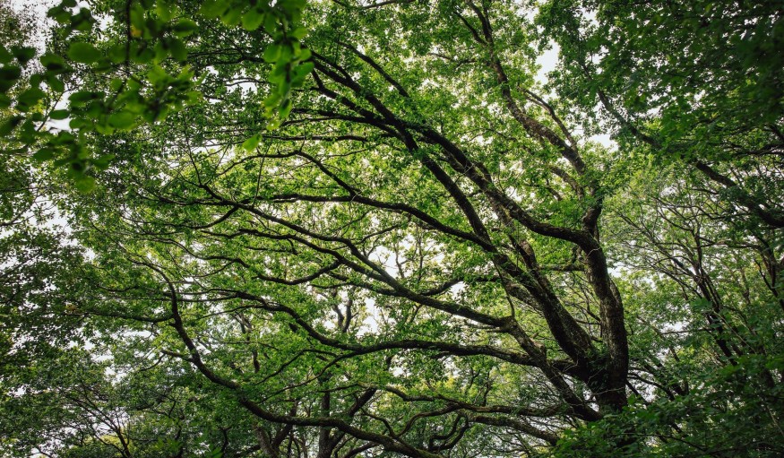 Planting trees to tackle climate and nature emergencies - Bayside Radio ...