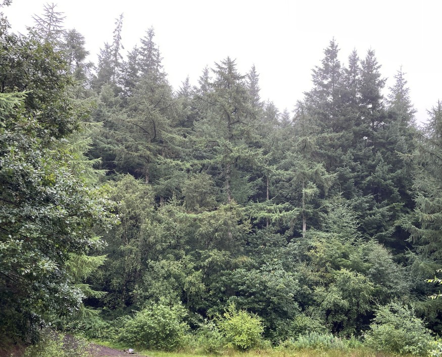 Felling to remove larch trees in the Ogwen Valley - Bayside Radio ...